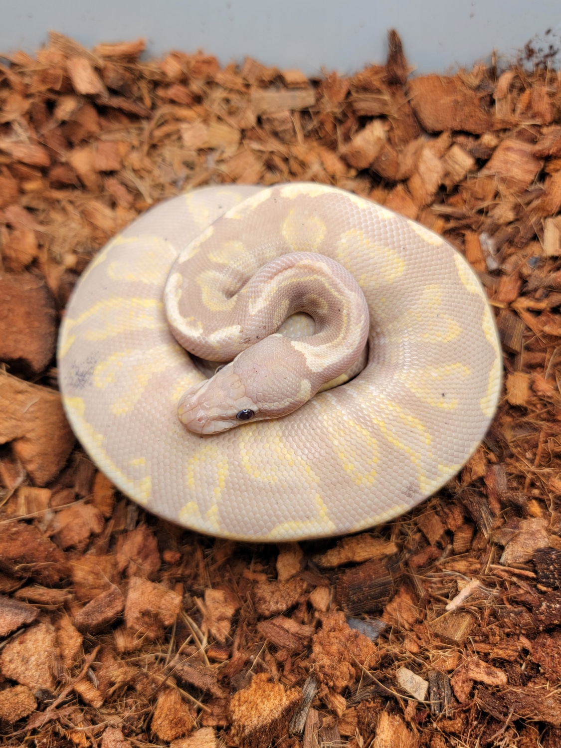 Banana Super GHI Ball Python by Morph Jungle - MorphMarket