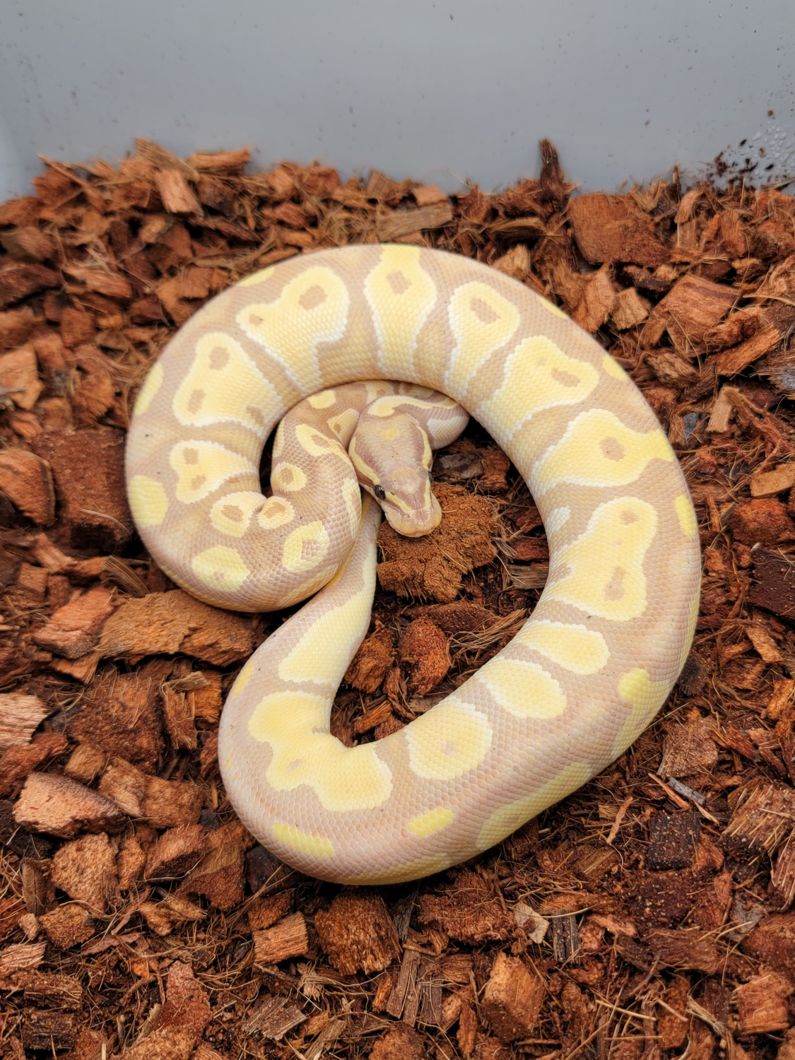Pastel Banana Black Head Ball Python by Morph Jungle - MorphMarket