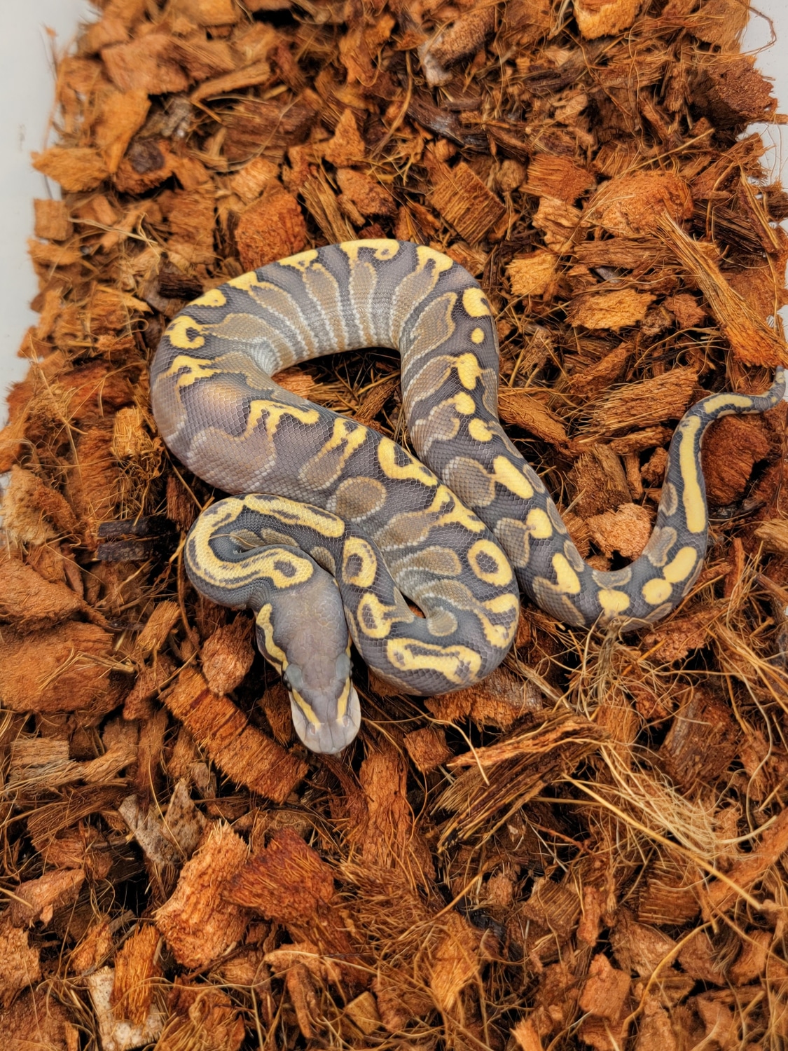 GHI Ghost Ball Python by Morph Jungle - MorphMarket