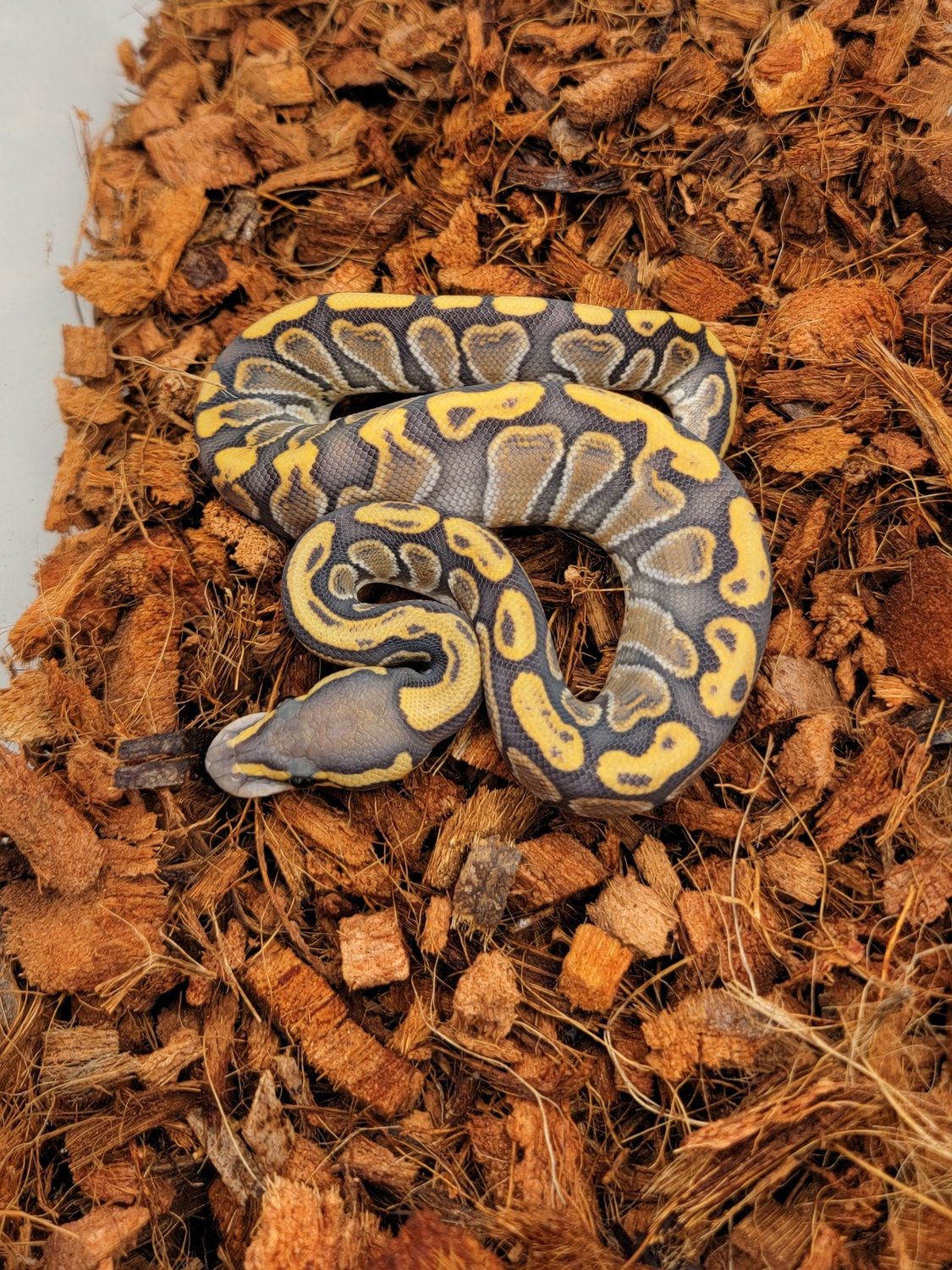 GHI Special Ghost Ball Python by Morph Jungle - MorphMarket