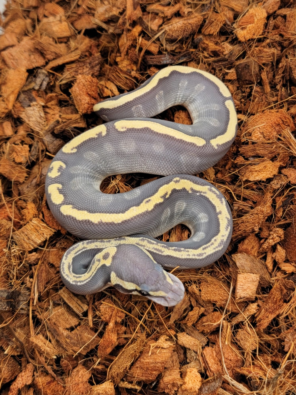 GHI Mojave Ghost Ball Python by Morph Jungle - MorphMarket