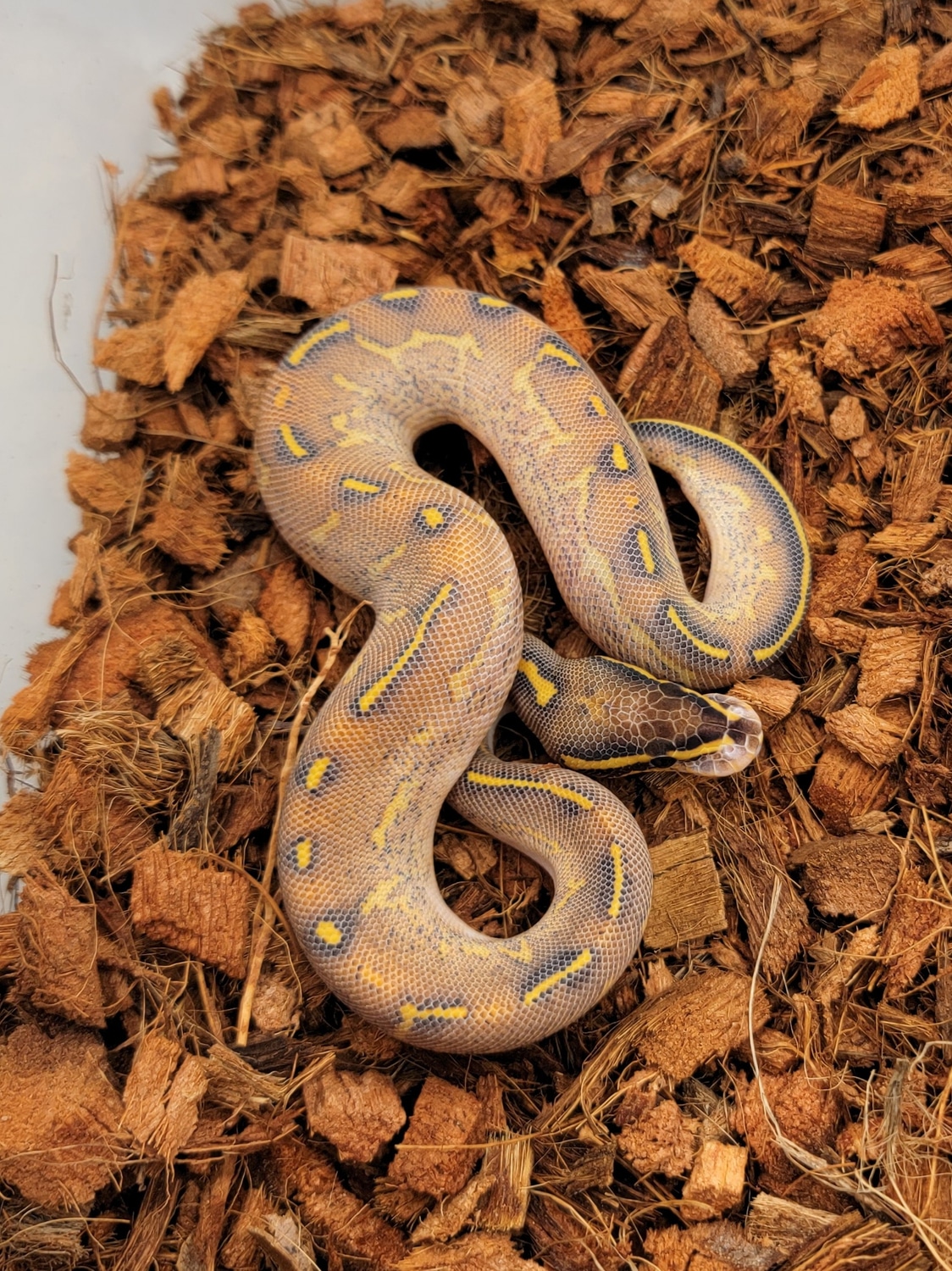 Highway Ball Python by Morph Jungle - MorphMarket