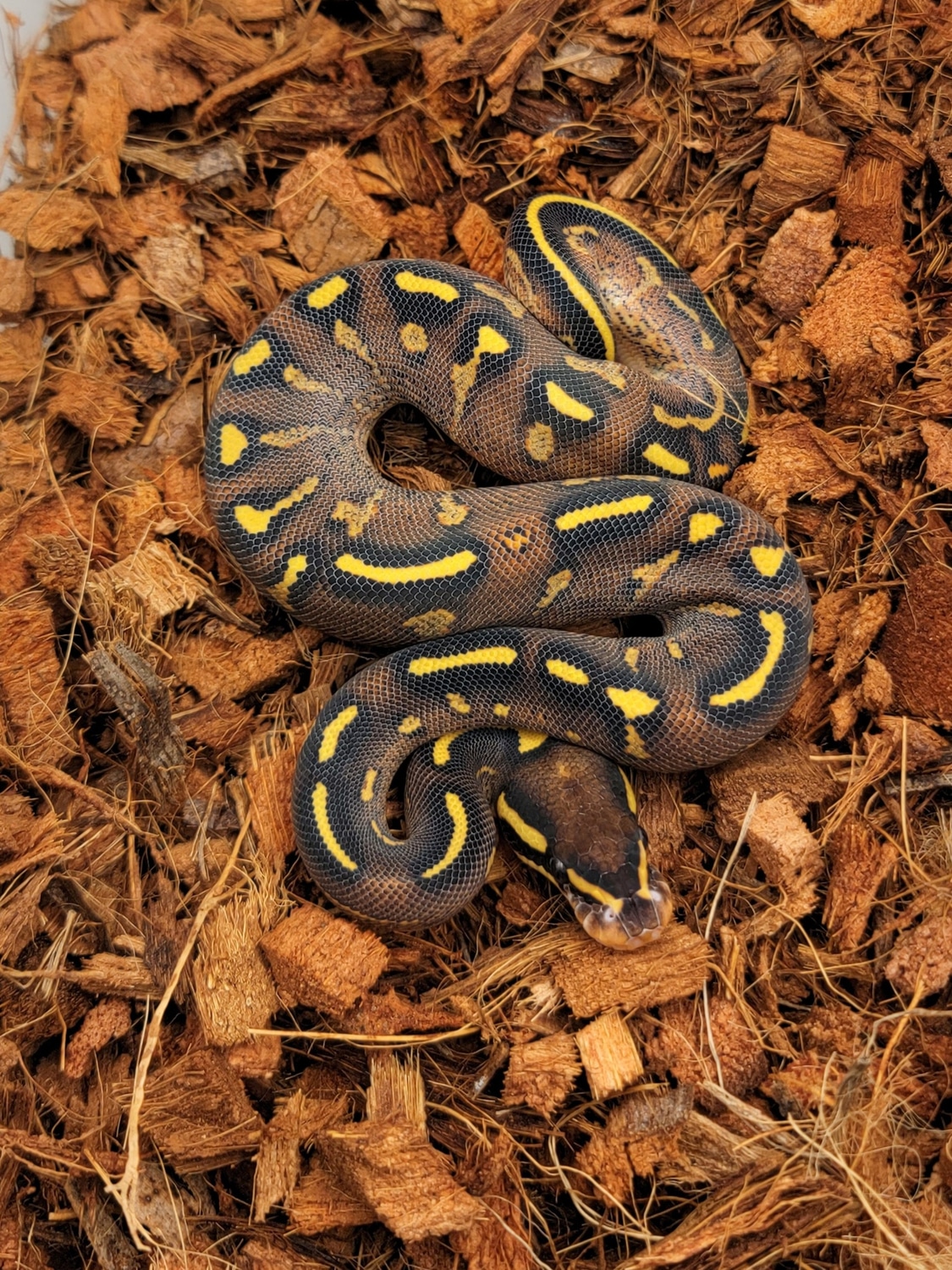 Super Gravel Ball Python by Morph Jungle - MorphMarket