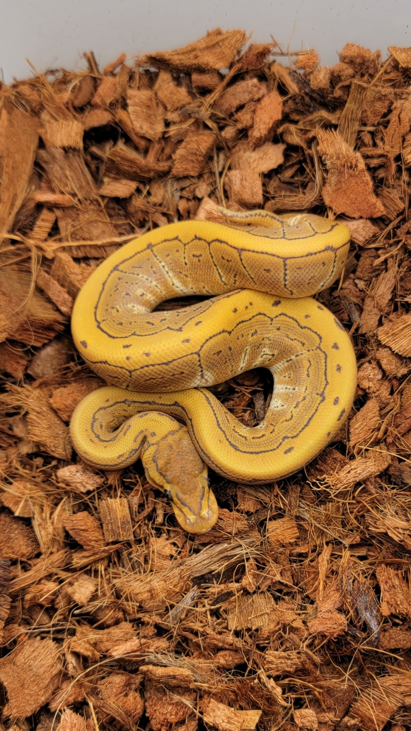 Special Pinstripe Ghost Ball Python by Morph Jungle - MorphMarket