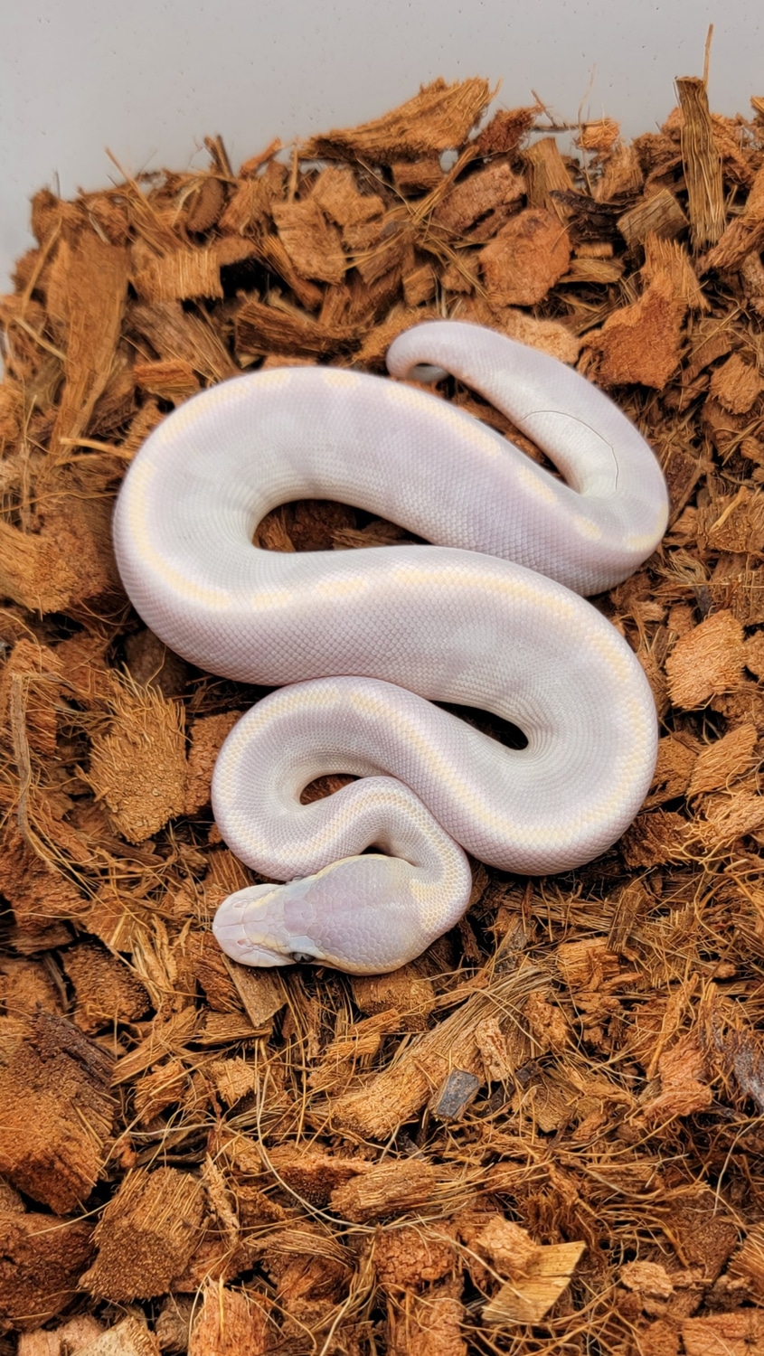 Crystal GHI Ghost Ball Python by Morph Jungle - MorphMarket