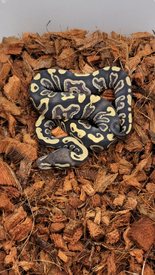 GHI DG Ball Python by Morph Jungle