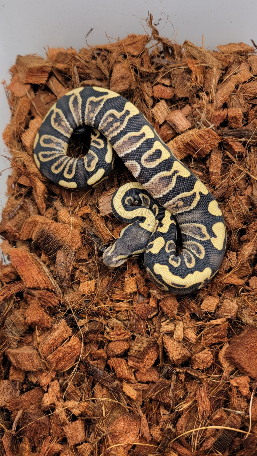 GHI DG Ball Python by Morph Jungle - MorphMarket
