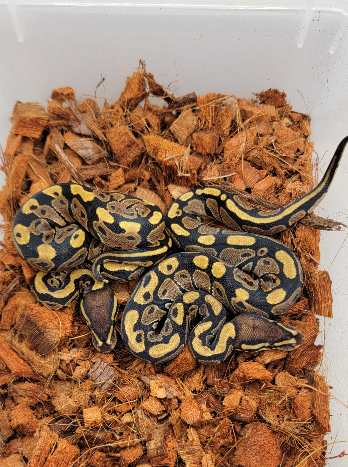 DH Sunset DG Pair Ball Python by Morph Jungle - MorphMarket