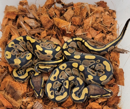 Morph Jungle - MorphMarket