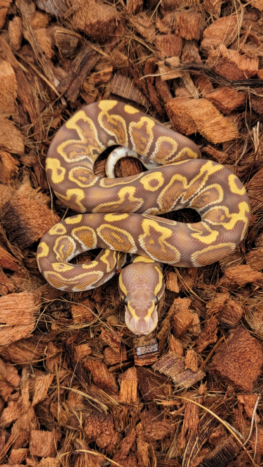 GHI Ultramel Ball Python by Morph Jungle - MorphMarket