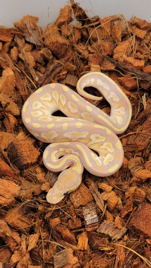Lesser Ultramel Ball Python by Morph Jungle - MorphMarket