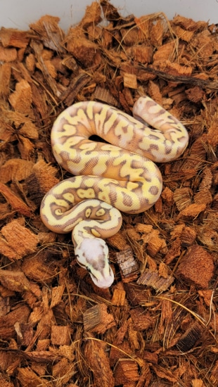 Super Pastel Calico Enchi Yellowbelly HGW Ball Python by Morph Jungle