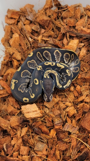 GHI Black Head Vanilla/Fire Ball Python by Morph Jungle