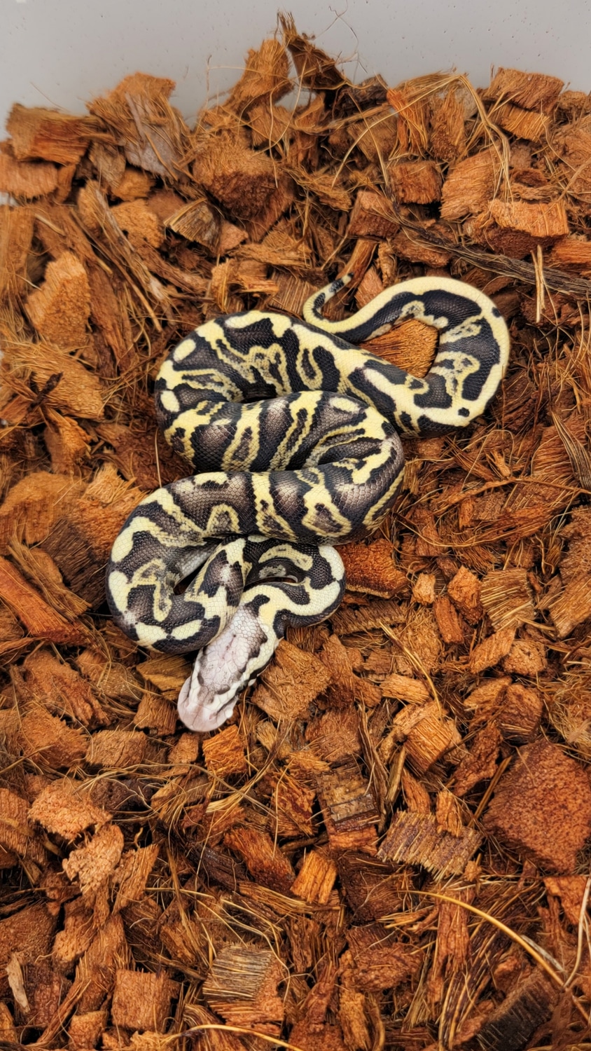 Pastel Leopard Super GHI Vanilla/Fire Ball Python by Morph Jungle ...