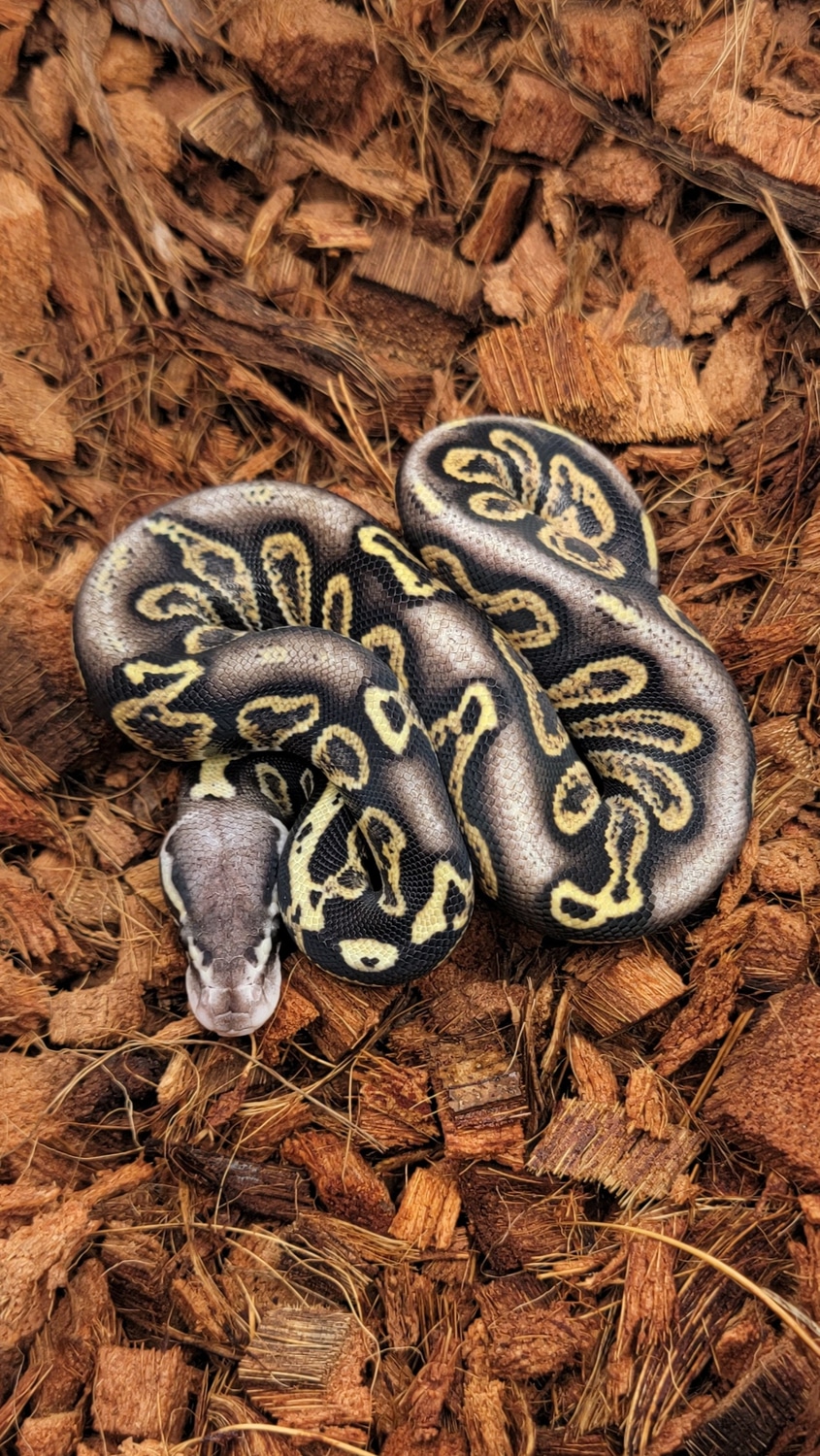 Pastel Leopard GHI Black Head Vanilla/Fire Ball Python by Morph Jungle - MorphMarket