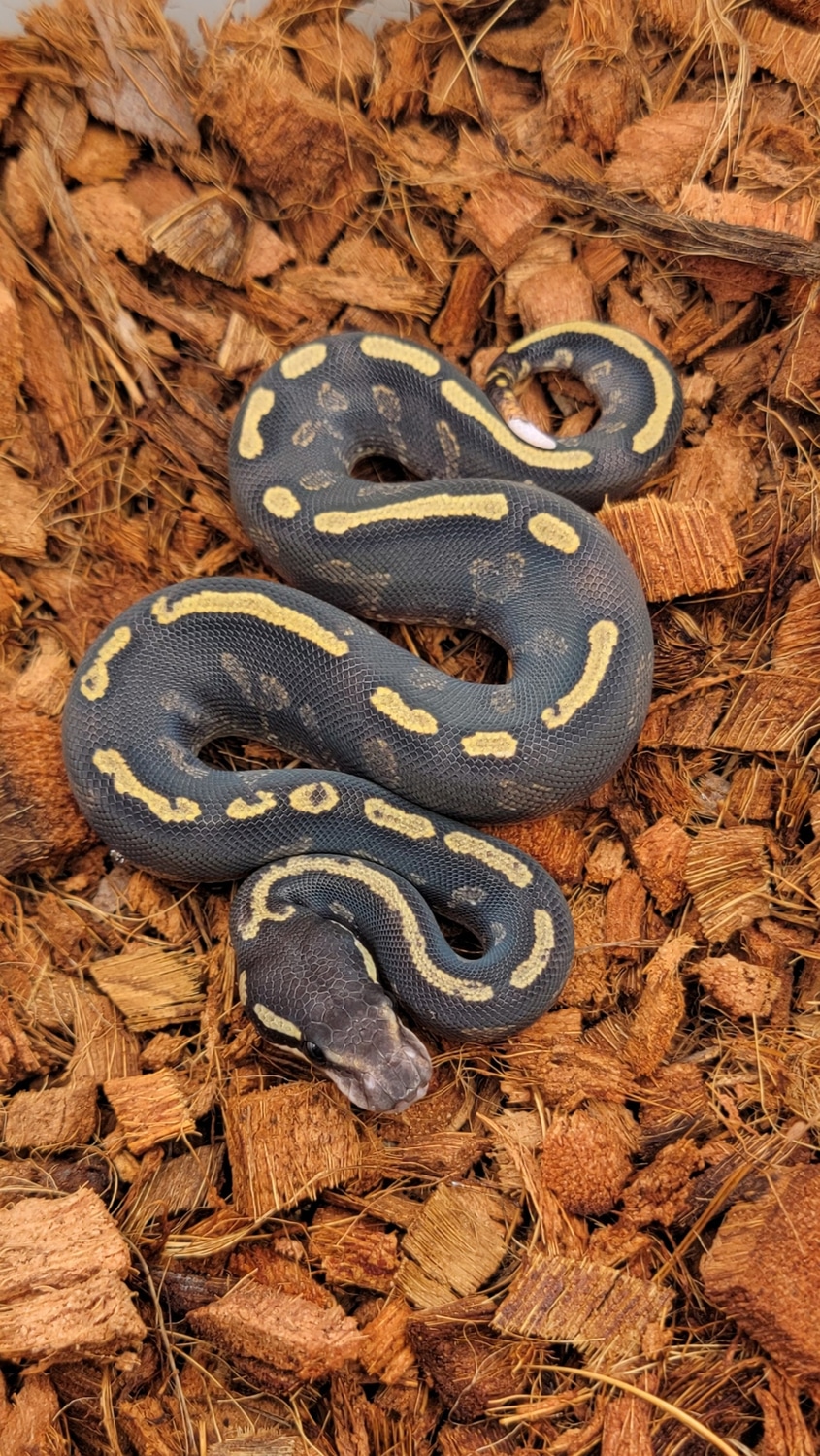 GHI Enchi Yellowbelly Black Head Vanilla/Fire 50% Het Pied Ball Python ...