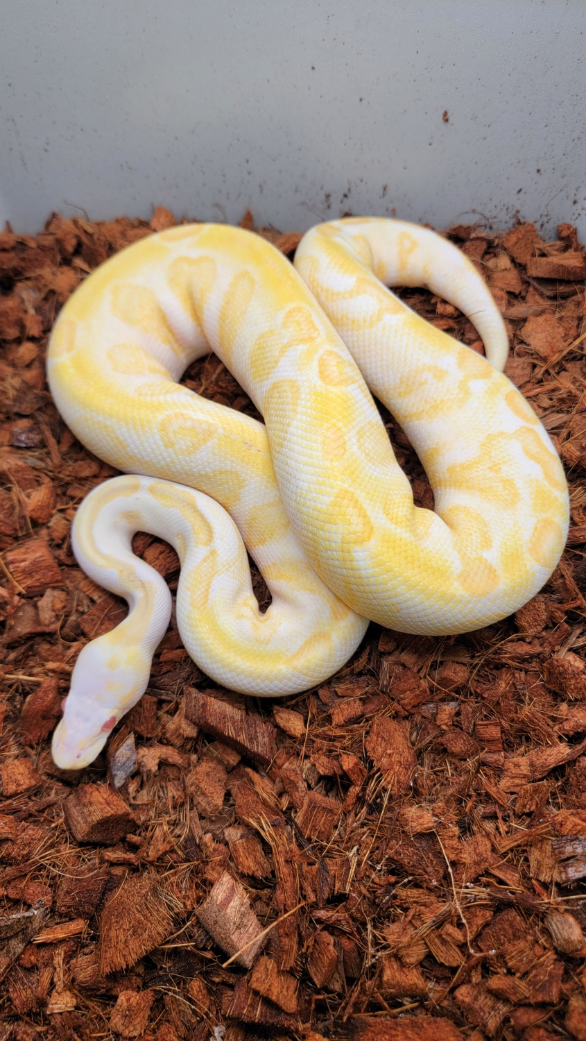 Super GHI Albino Ball Python by Morph Jungle - MorphMarket