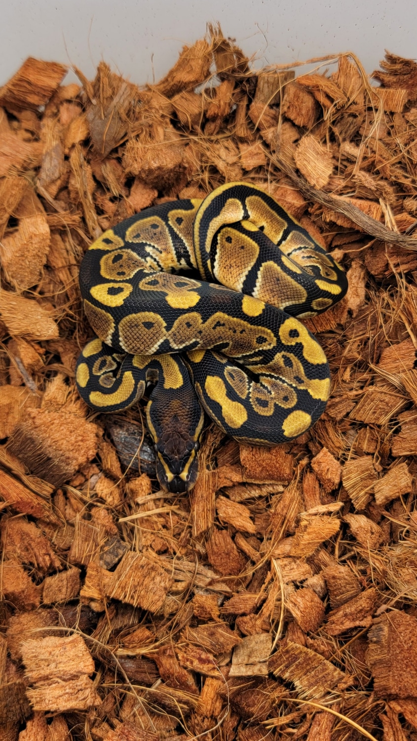 Het Ultramel Ball Python by Morph Jungle - MorphMarket