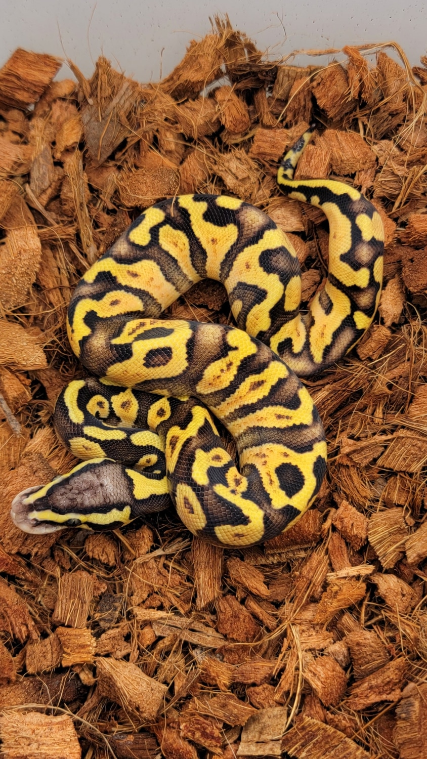 Pastel Calico GHI Ball Python by Morph Jungle - MorphMarket