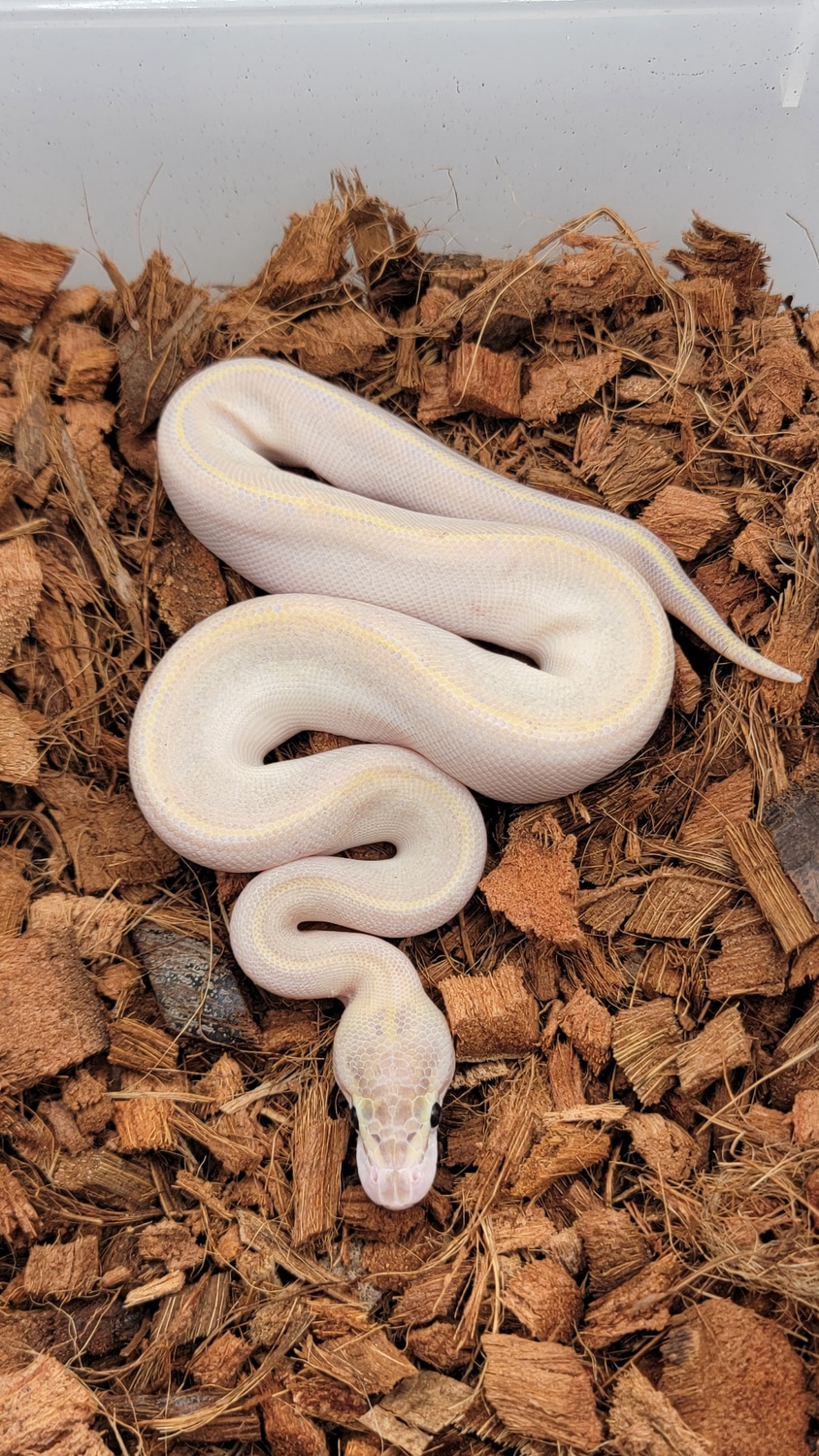 Ivory Ball Python by Morph Jungle - MorphMarket