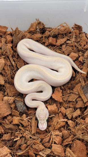 Ivory Ball Python by Morph Jungle