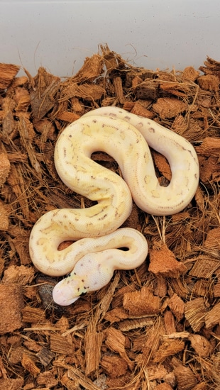 Bumblebee Fire Freeway Ball Python by Morph Jungle