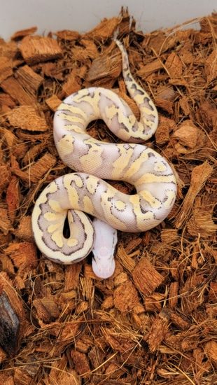 Super Pastel Super Vanilla GHI Asphalt/Yellowbelly Ball Python by Morph ...