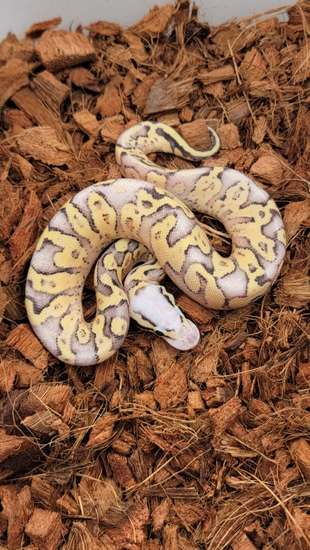 Super Pastel Super Vanilla Asphalt/Yellowbelly Pos GHI Ball Python by ...