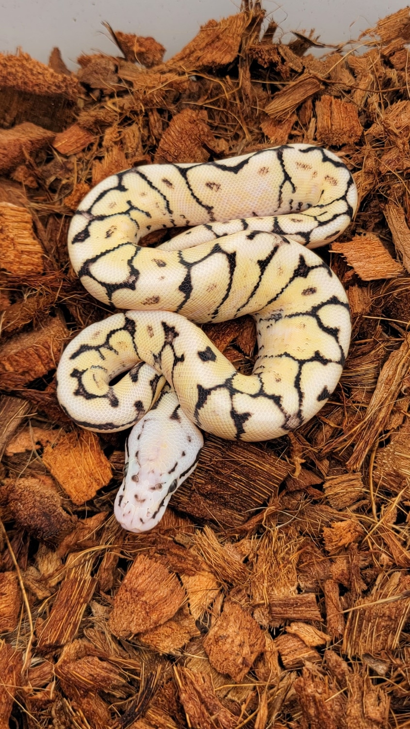 Bumblebee GHI Asphalt/Yellowbelly Ball Python by Morph Jungle - MorphMarket