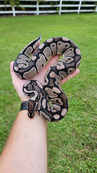 VPI Axanthic Het Clown Ball Python by Morph Jungle