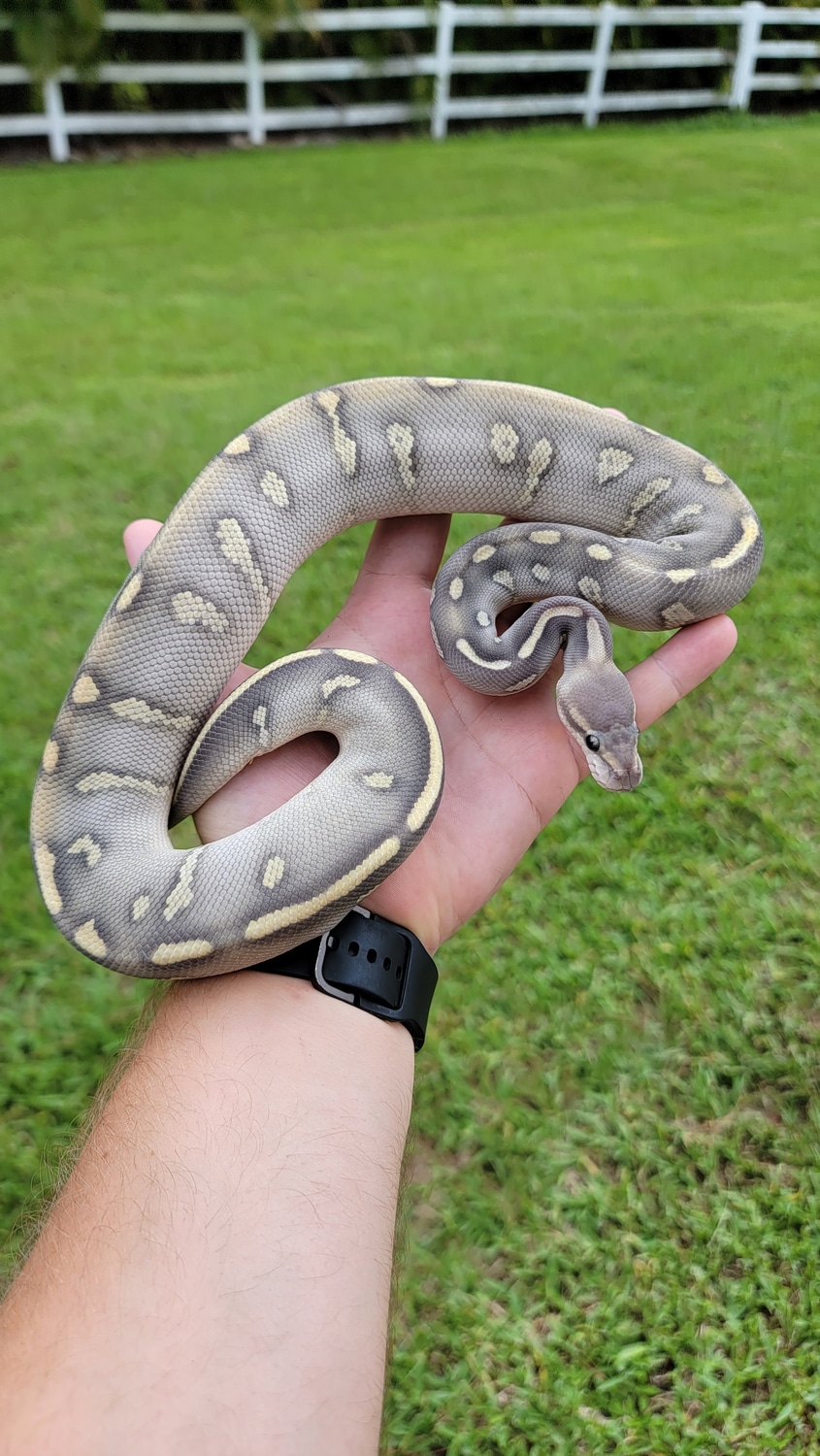 Super Chocolate Butter Enchi Ghost Ball Python by Morph Jungle - MorphMarket
