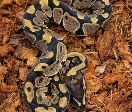 Super Chocolate Butter Enchi Ghost Ball Python by Morph Jungle ...