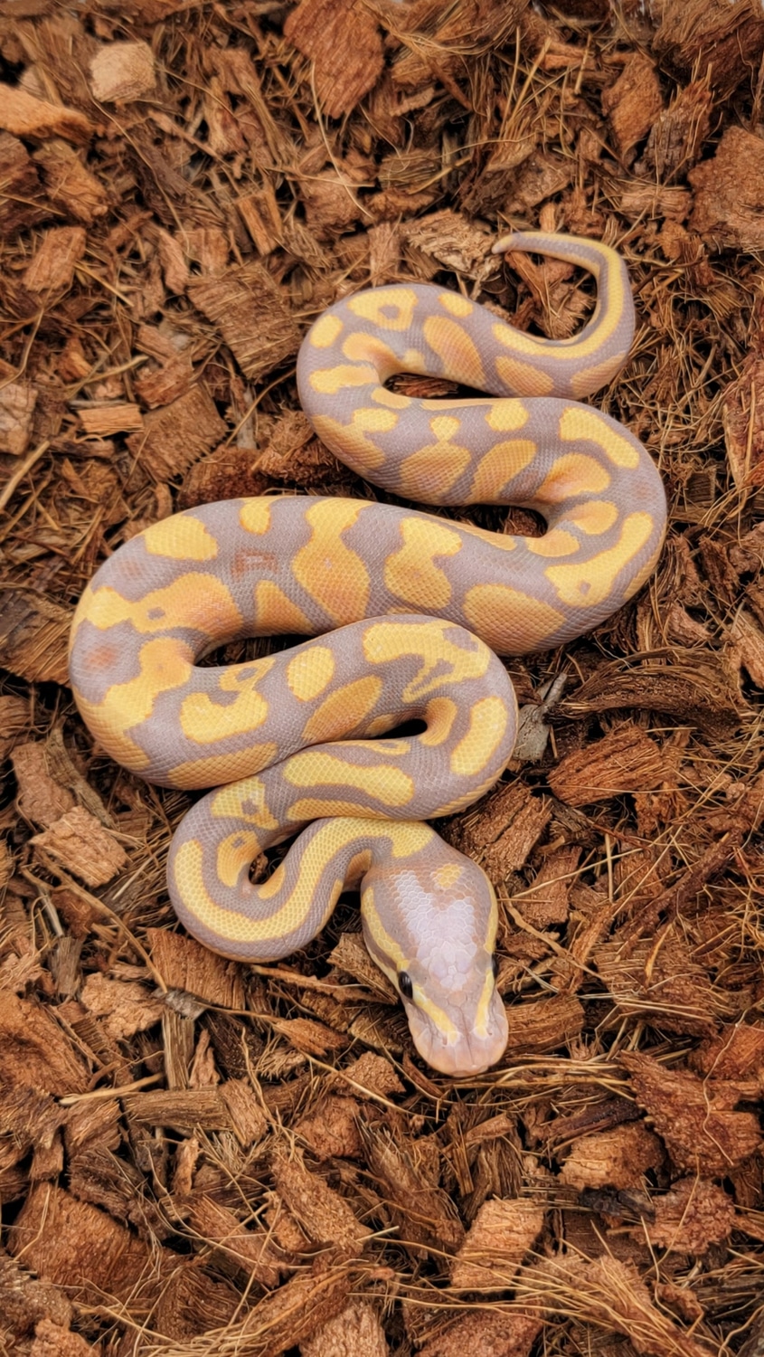 Banana Enchi Het Pied Ball Python by Morph Jungle - MorphMarket