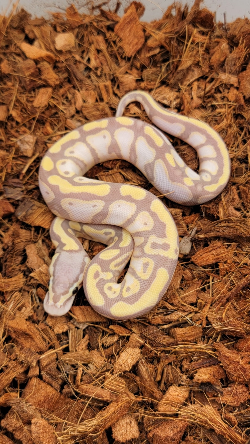 Pastel Enchi Banana Het Pied Ball Python by Morph Jungle - MorphMarket