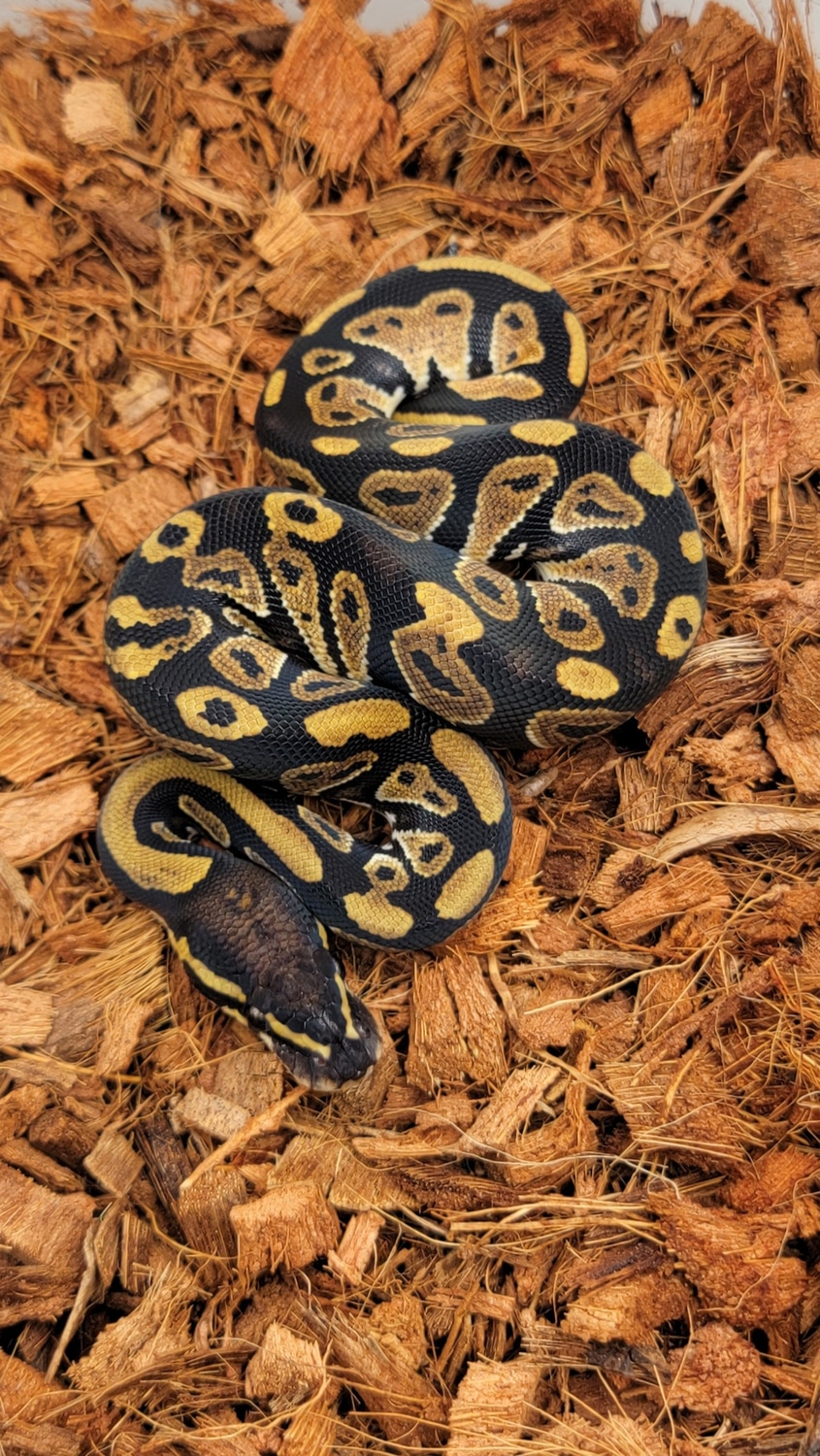 Black Head Het Clown Ball Python by Morph Jungle - MorphMarket