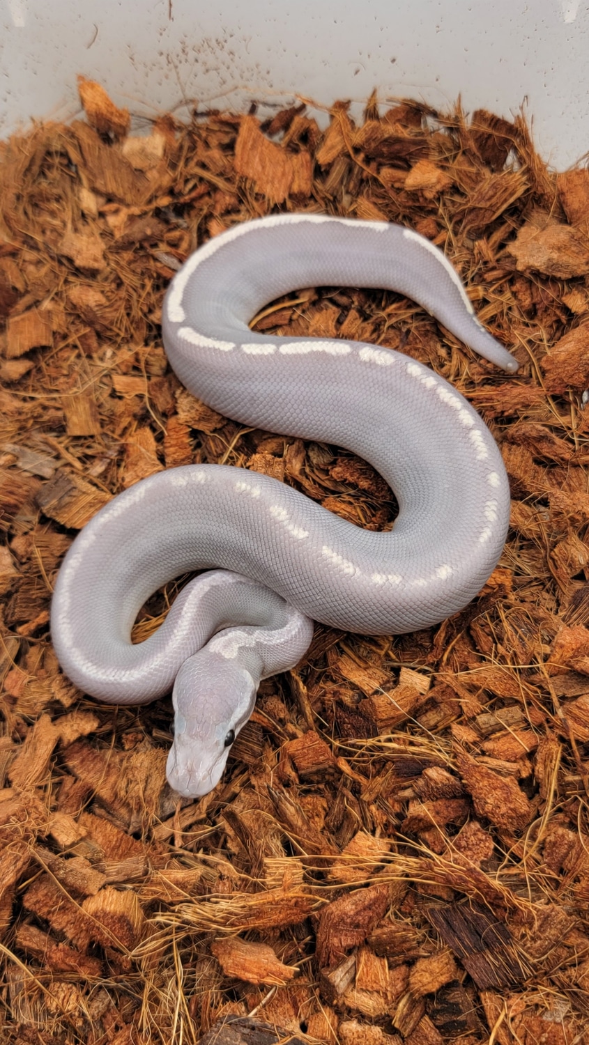 Super GHI Mojave Ghost Ball Python by Morph Jungle - MorphMarket