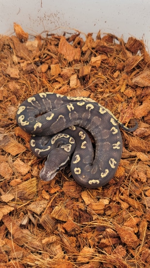 Super GHI Het Ultramel Ball Python by Morph Jungle