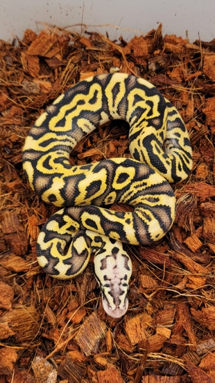 Pastel Leopard Spotnose Acid Pos Yellowbelly Ball Python by Morph Jungle