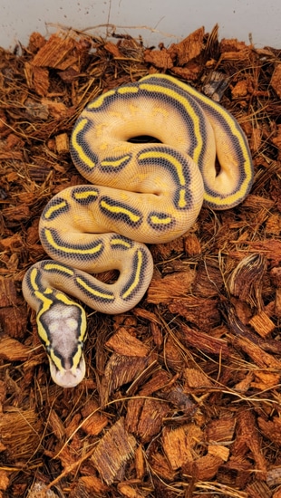 Pastel Enchi GHI Freeway Ball Python by Morph Jungle