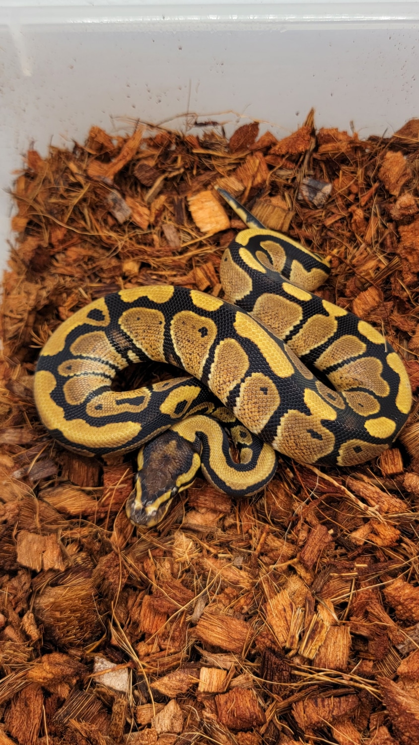 Het DG Ball Python by Morph Jungle - MorphMarket