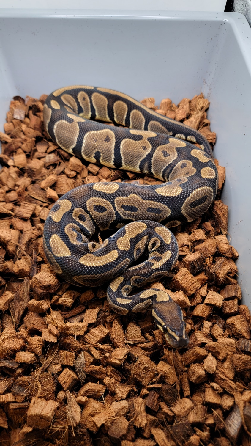 DH Ultramel Pied Ball Python by Morph Jungle - MorphMarket