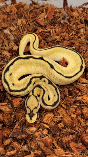 Orange Dream Spider Clown Ball Python by Morph Jungle