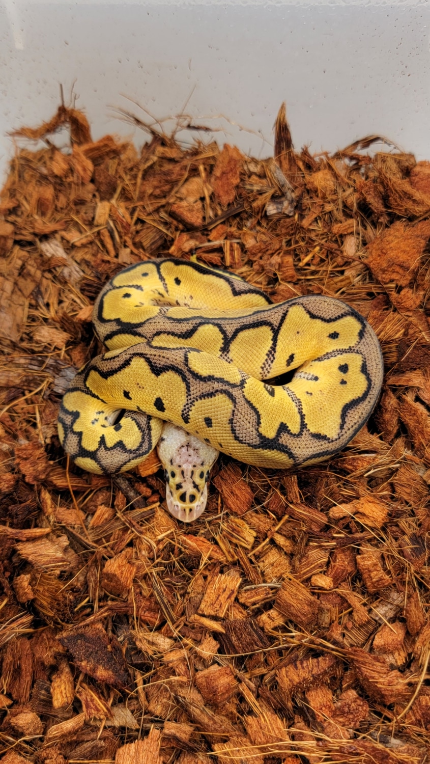 Pastel Clown Ball Python by Morph Jungle - MorphMarket