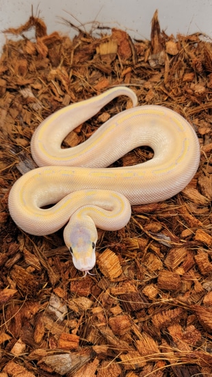 Champagne Ghost Ball Python by Morph Jungle