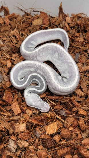 Super Pastel Lesser Leopard GHI Blackhead Ball Python by Morph Jungle
