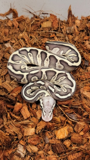 Pastel Lesser GHI Leopard Ball Python by Morph Jungle