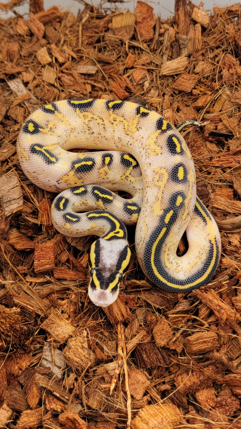 Pastel Freeway Ball Python By Morph Jungle Morphmarket