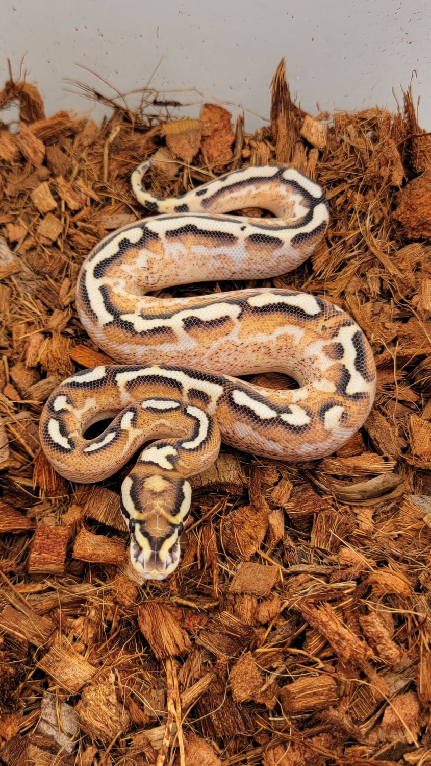 Cinnamon Enchi Freeway Ball Python by Morph Jungle - MorphMarket