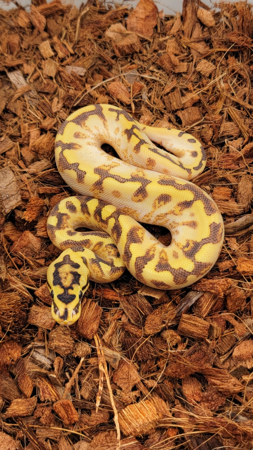 Enchi Spider Freeway Ball Python by Morph Jungle - MorphMarket