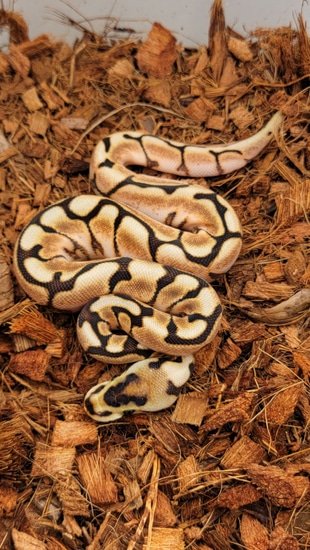 Enchi Cinnamon Spider Asphalt Ball Python by Morph Jungle